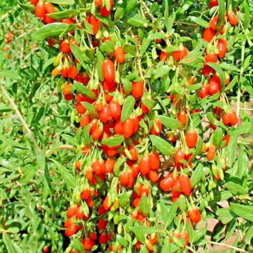 200+ GOJI BERRY SEEDS SPRING PERENNIAL CHINESE WOLFBERRY COLD HARDY ...