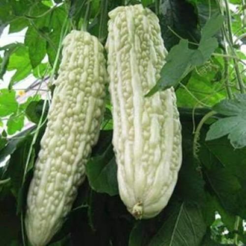 10+White Skin Bitter Gourd seeds Bitter melon Seeds Ku Gua Seeds Asian ...