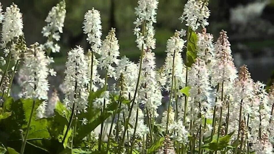 Wherryi Foam White Tiarella Flower Attractive Easy Grow Woodland Garden ...