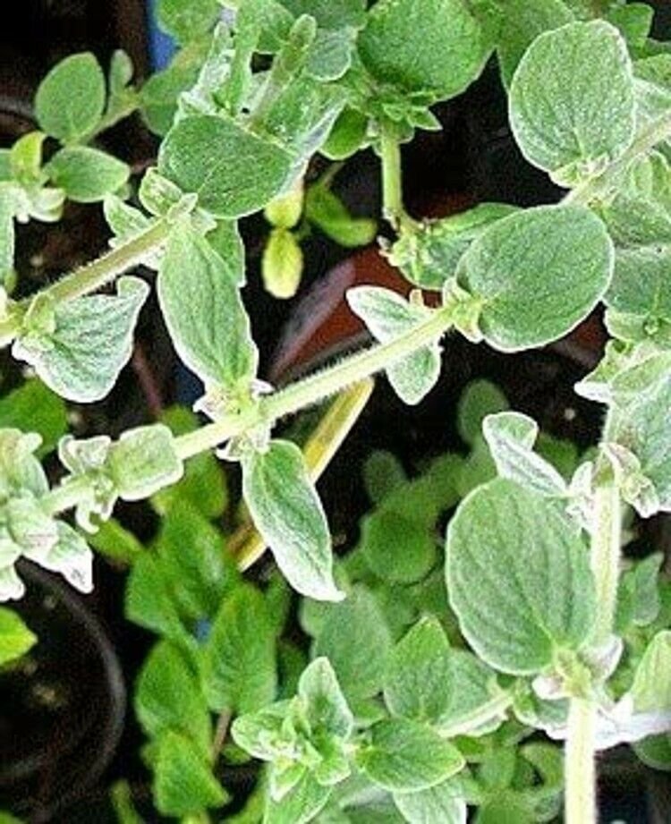 Origanum Zaatar Syriaca Herb New Oregano Several Ingredients In And Out ...