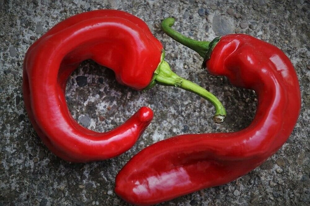 Nardello Jimmy Pepper Sweet Rich Flavor Italian Heirloom Garden Plant ...