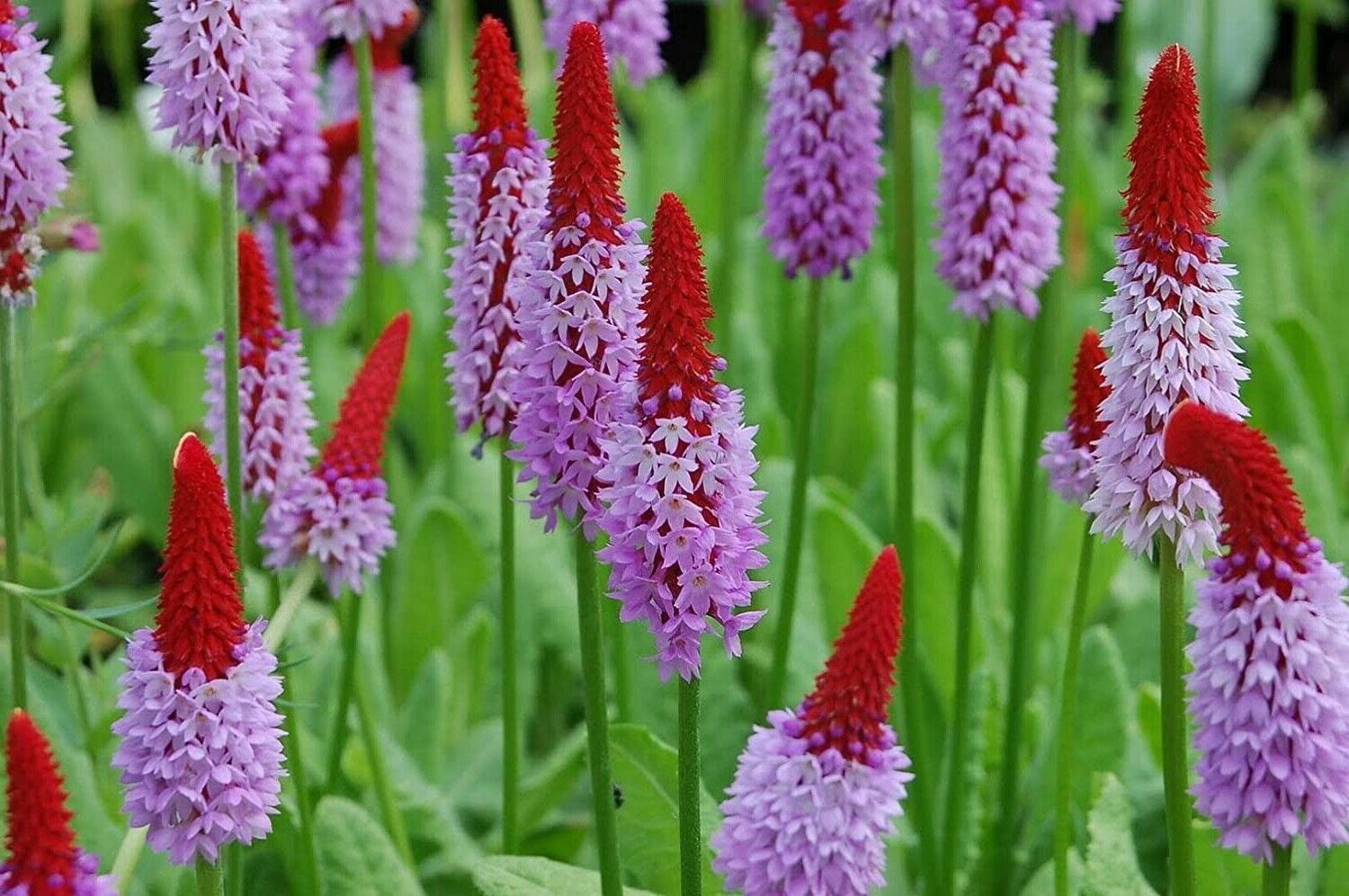 Orchid Primula Vialii Primrose Shade Perennial Plant-25 Seeds