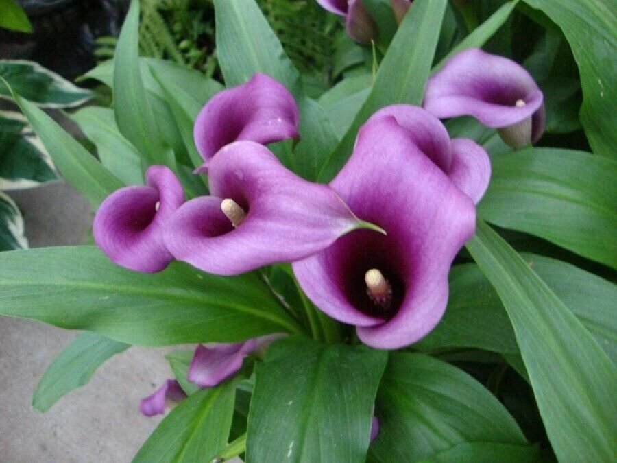 Deep Purple Paco Calla Lily Bulb Home And Garden Live Plant 14/16 Cm