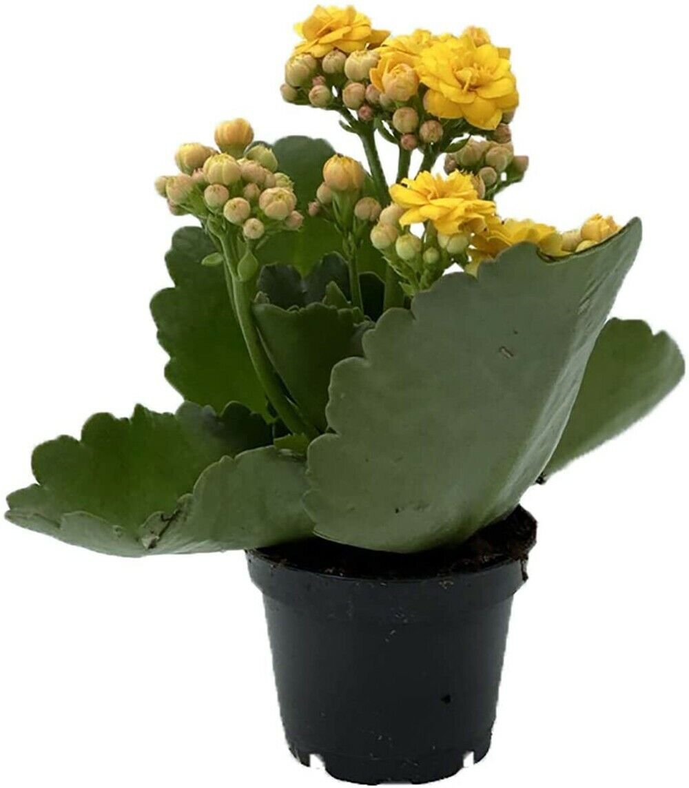 Kalanchoe Calandiva Yellow Double Blooms Indoor And Outdoor Live Plant ...