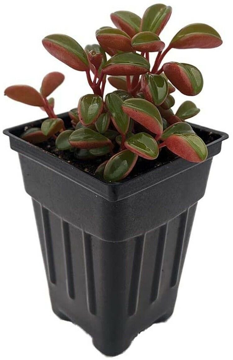Peperomia Graveolens Glow Ruby Peperomia Easy To Grow House Live Plant ...