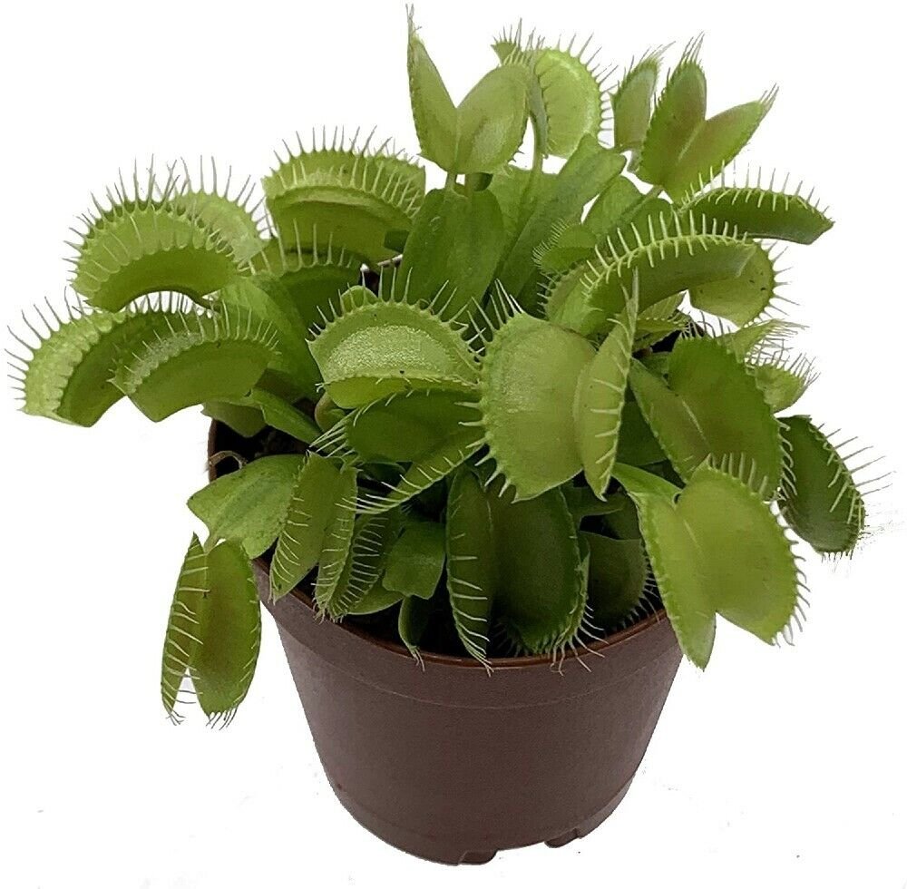 Dionaea Flytrap Venus Bizarre Carnivorous Insectivorous Garden Live ...