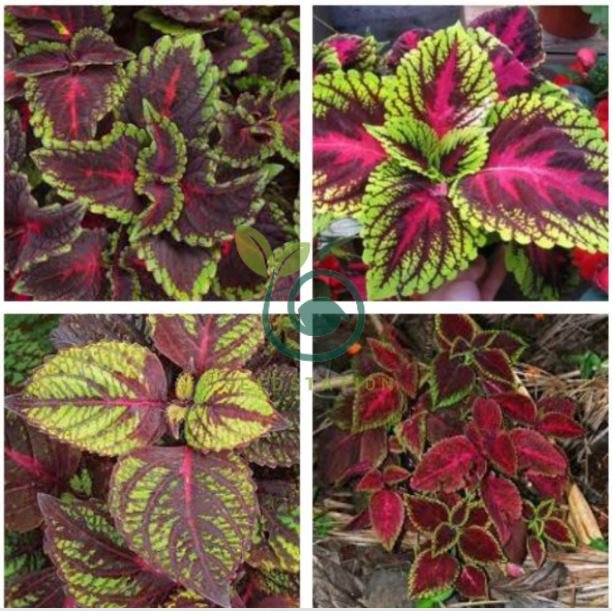 Rare Coleus Bonsai Foliage Plants 600 Seeds