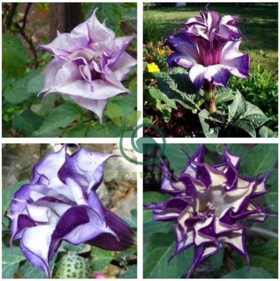 Purple Moonflower Gorgeous Night Blooming Beautiful Garden Flower 40 Seeds