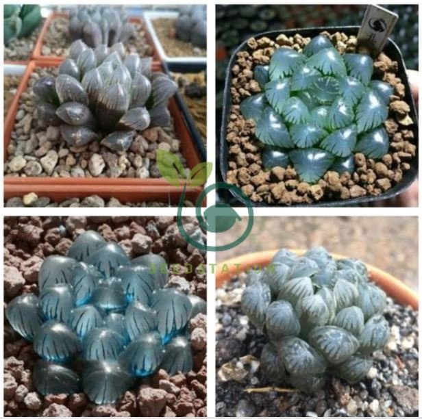 Haworthia obtusa 'Crystal' Light Blue Transparent Succulent 10 Seeds