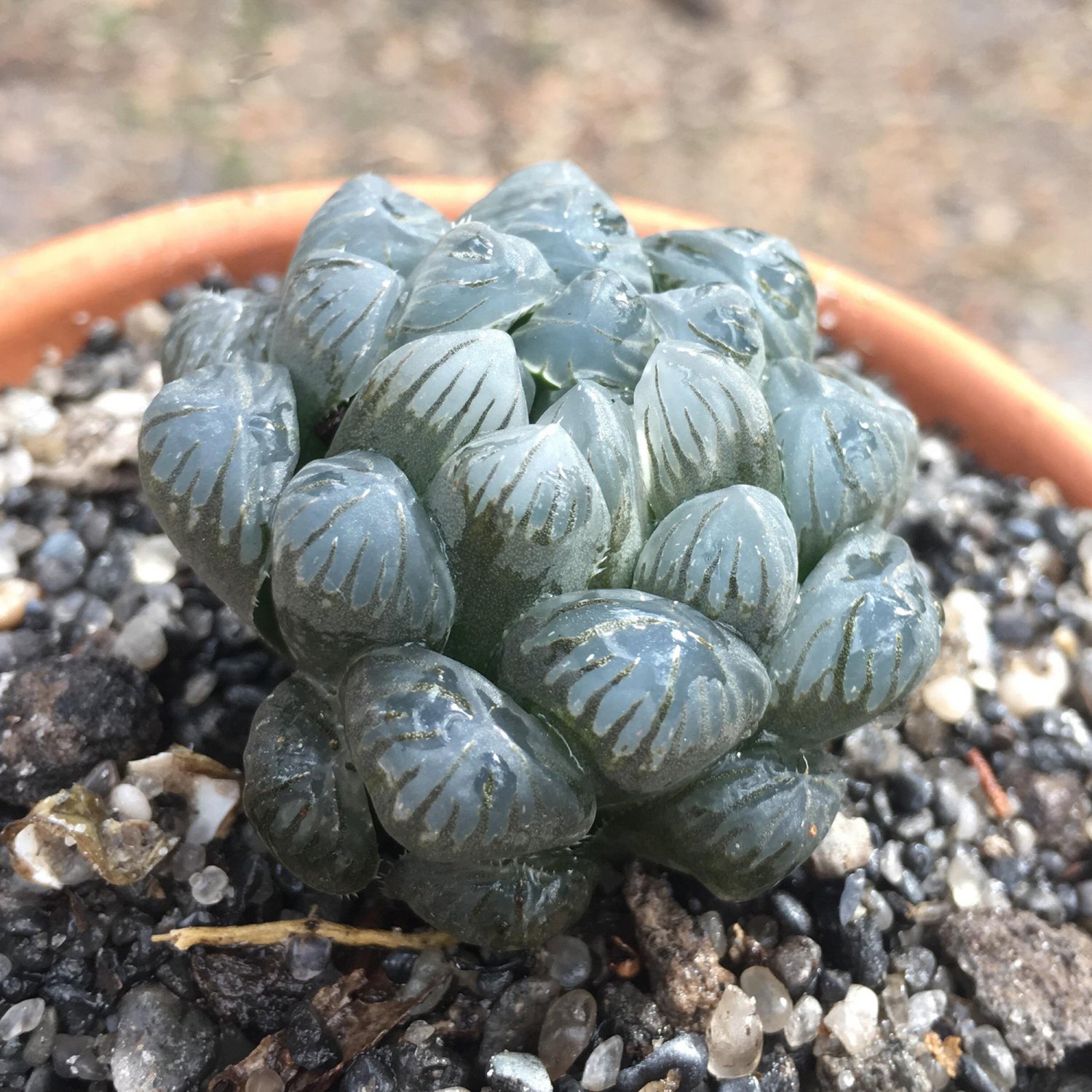 Haworthia obtusa 'Crystal' Light Blue Transparent Succulent 10 Seeds