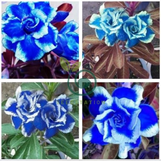 New Rare Blue Desert Rose (Adenium) 4 Seeds