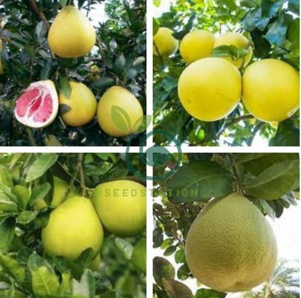 Sweet Yellow Grapefruit Citrus maxima Fruit 20 Seeds