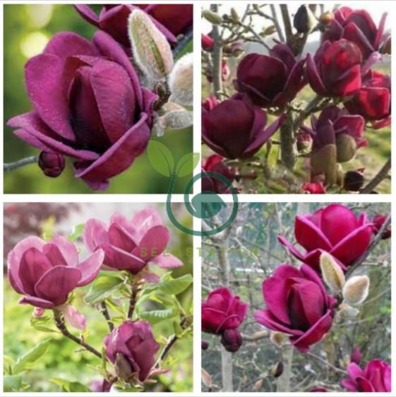 Rare 'Genie' Genie Dark Red Yulan Magnolia Tree Flower 20 Seeds