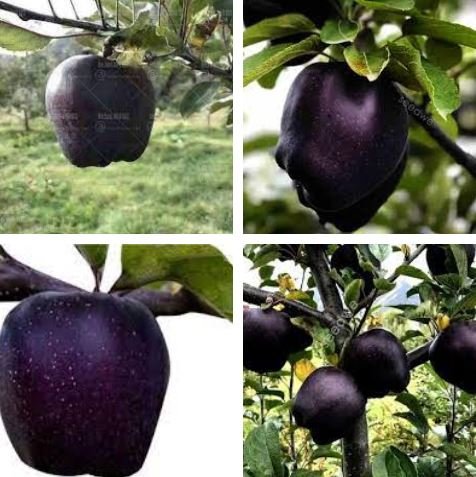 Black Diamond Apple Tree Plant 60 Seeds