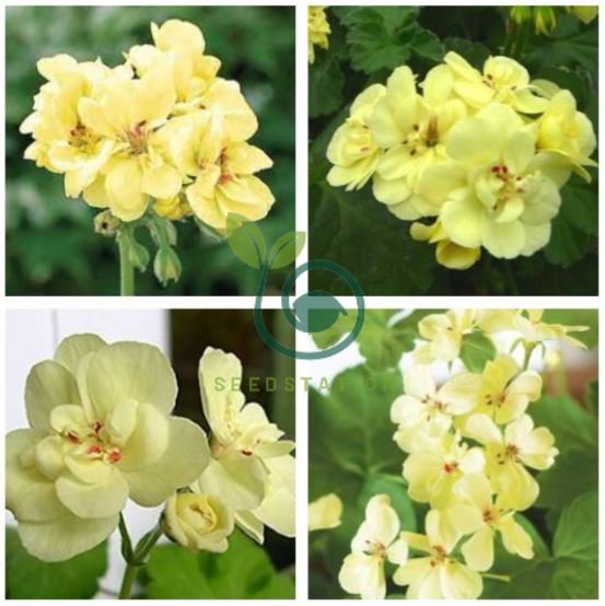 Geranium 'Custard Cream' Yellow Flower 20 Seeds