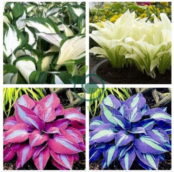 Hosta Seeds Perfect Color Perennials Plantain 240 Seeds