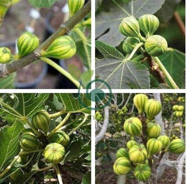 Heirloom Ficus Carica 'Panache' Tiger Stripe Fig Tree, 12 seeds