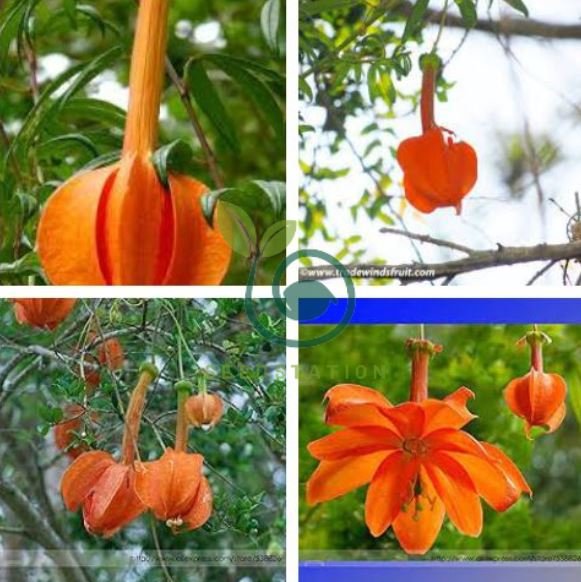 Passiflora Parritae Huge Tubular Blooming Orange Red Flowers 30 Seeds