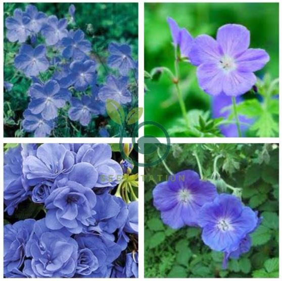 Geranium 'Sky Blue Noon' Blue Perennial Flowers 20 Seeds