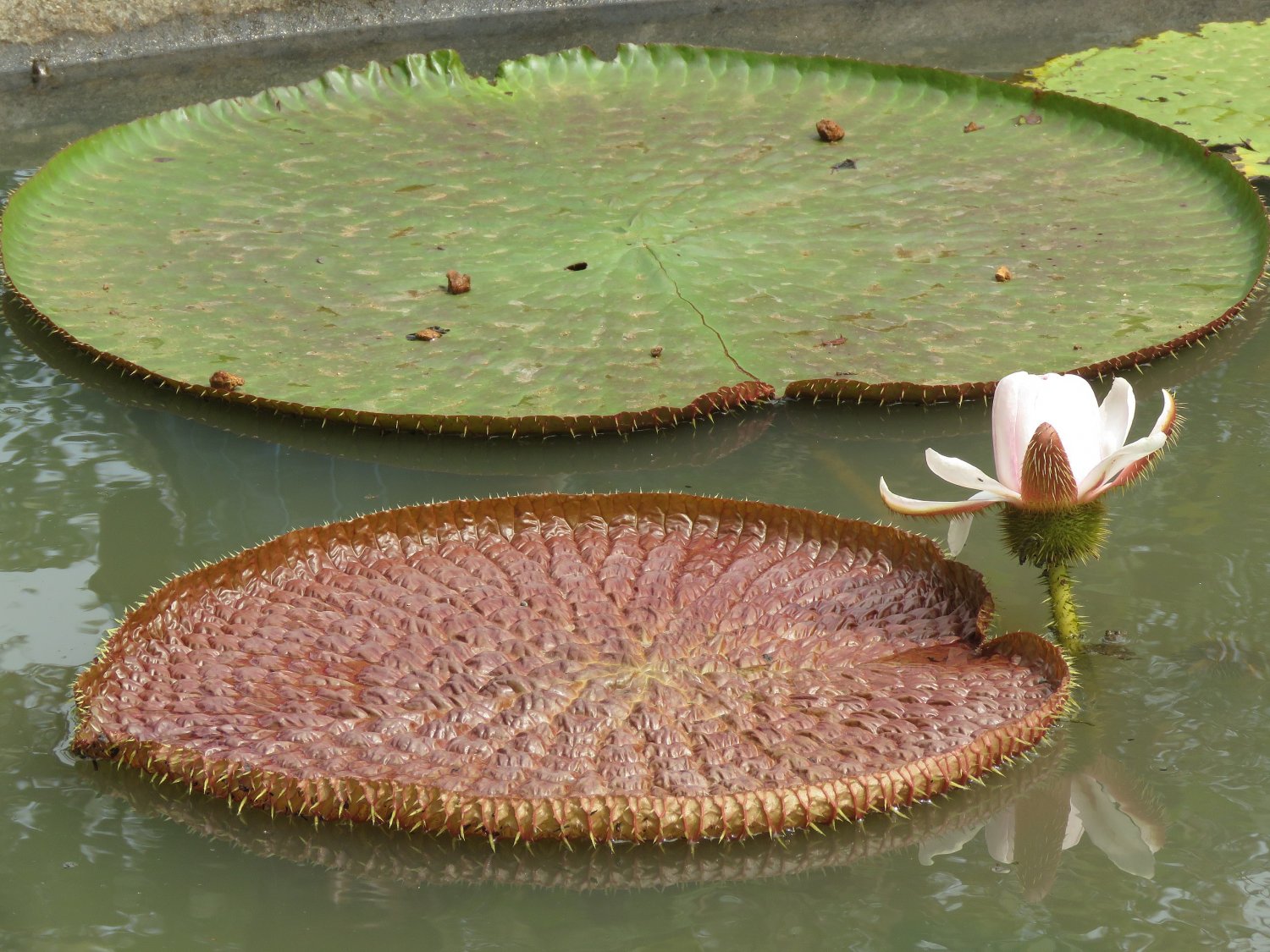 Victoria Amazonica Giant Waterlily 10 Seeds