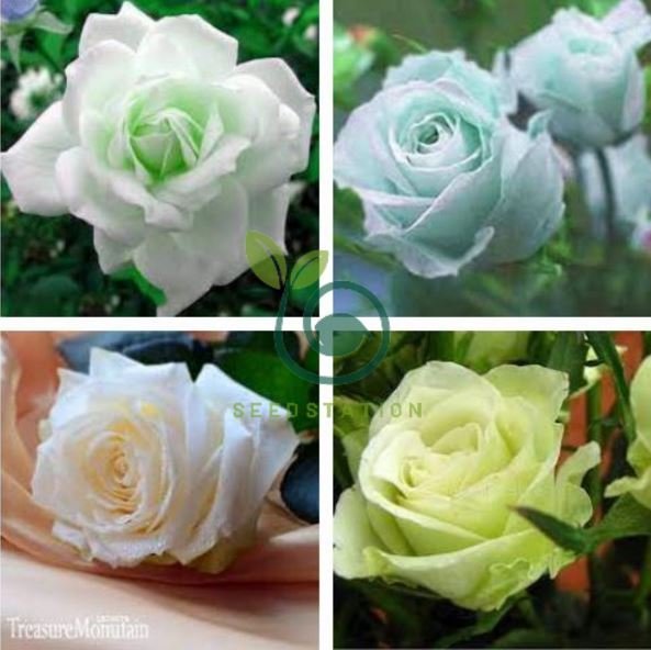 Rare Hybrid White Rose with Green Heart Flower Plant 100 Seeds