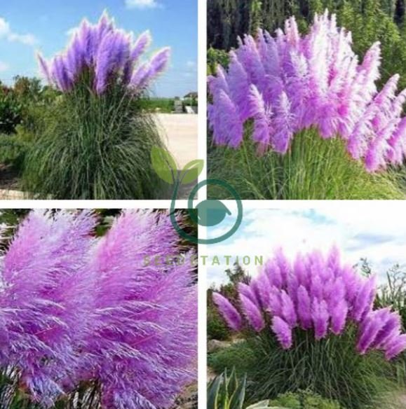 Purple Pampas Grass 1000 Seeds