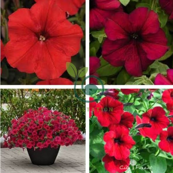 Dark Red Petunia Annual Flowers 200 Seeds