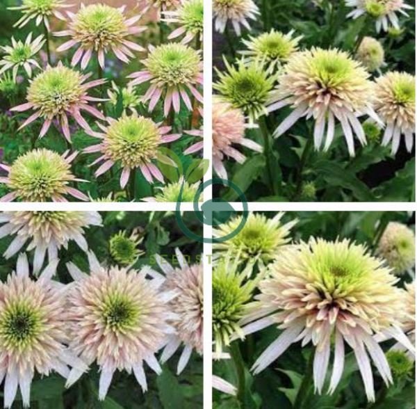 Echinacea 'Cherry Fluff' Perennial Coneflower 400 Seeds