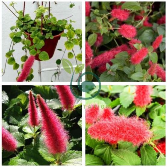 Acalypha Hispida Bonsai Chenille Plant Red-Hot Cattail Beautiful 200 Seeds