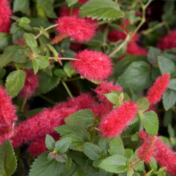 Acalypha Hispida Bonsai Chenille Plant Red-Hot Cattail Beautiful 200 Seeds