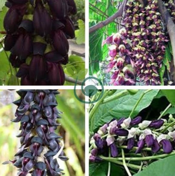 Rare Mucuna Pruriens Black Jade Vine 10 Seeds