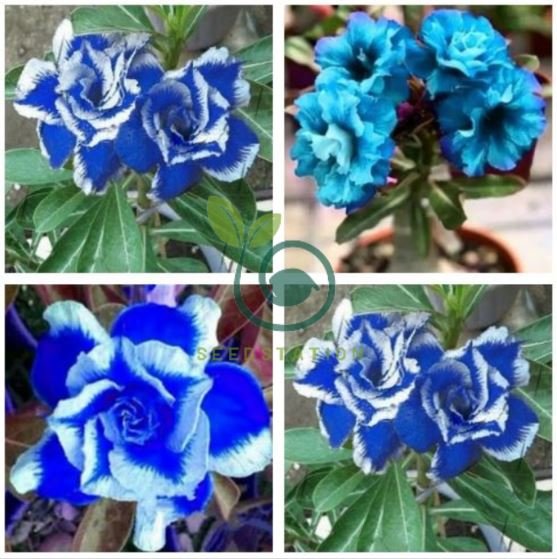Adenium Dark Blue & White Petals Flower 4 Seeds