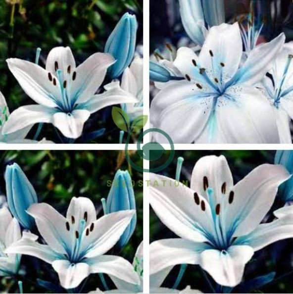Blue Heart Lily Seeds Potted Plant Bonsai Lily Flower 100 Seeds