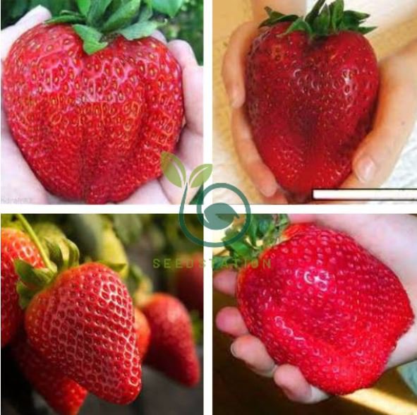 Rarest Heirloom Super Giant Japan Red Strawberry 200 seeds