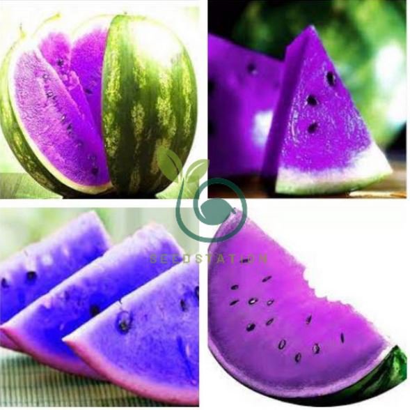New Purple Watermelon 40 Seeds