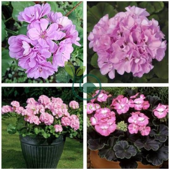 Geranium Fully Light Purple Chinese Rose-typed Compact Bonsai Flowers ...