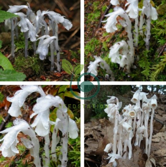 Monotropa Uniflora Indian Pipe Cheilotheca Humilis White Flowers 20 Seeds