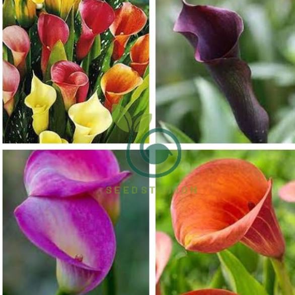 Rare Heirloom Bonsai Different Types of Calla Lily Flower 100 Seeds