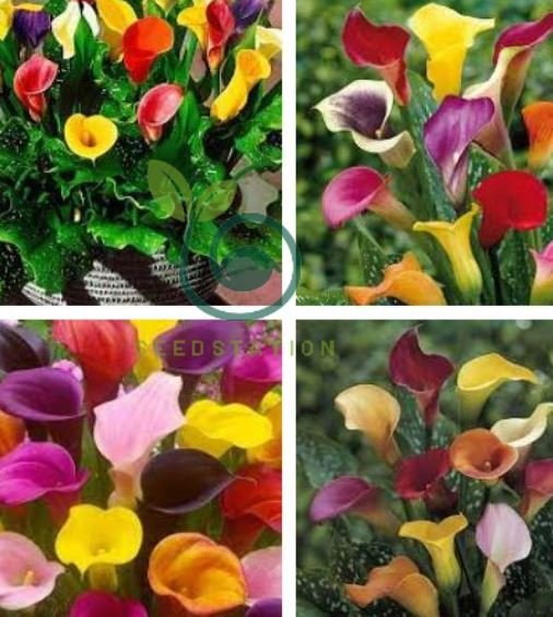 Rare Mixed Colorful Calla Lily Flowers 40 Seeds