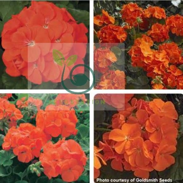 Geranium Maverick Orange Perennial Flower 20 Seeds