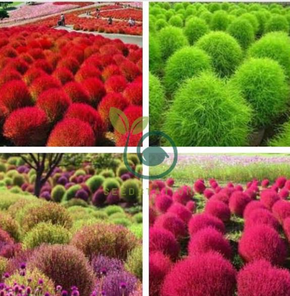 Kochia Scoparia Burning Bush Grass Green Red Mixed 400 Seeds