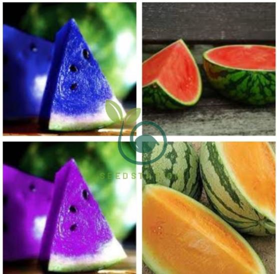 Purple Yellow Red White Blue Watermelon Fruits 40 Seeds