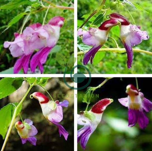 China Rare Parrot Orchid Flower 100 Seeds