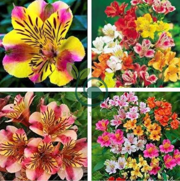 Alstroemeria seeds Peruvian Lily Alstroemeria Inca Bandit Princess lily ...