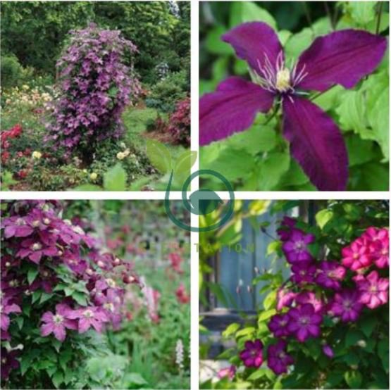 Clematis Plants Real Rare Clematis Plant Outdoor Plant Natural Growth ...