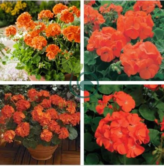 New Geranium Maverick Orange Perennial Flower 20 Seeds