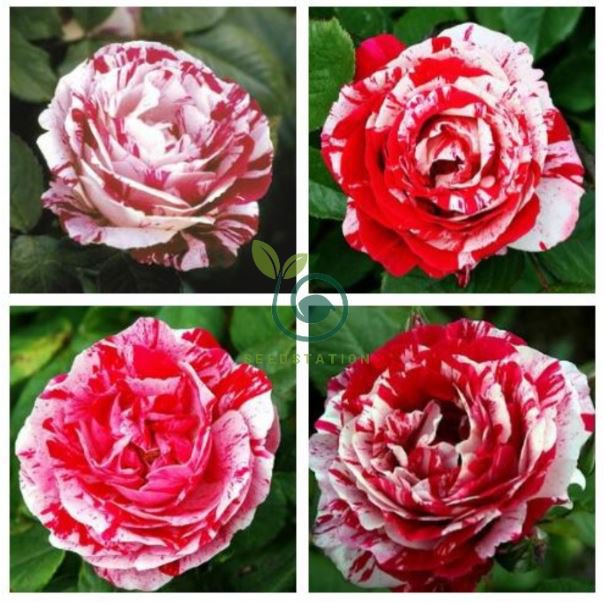 Mixed 9 Types of Rare Rose Perennial Flowers 100 Seeds