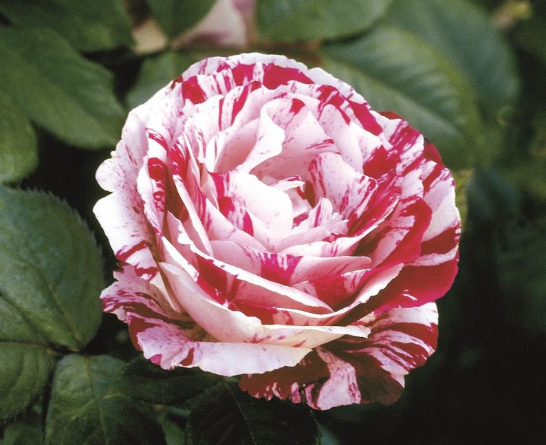 Mixed 9 Types of Rare Rose Perennial Flowers 100 Seeds