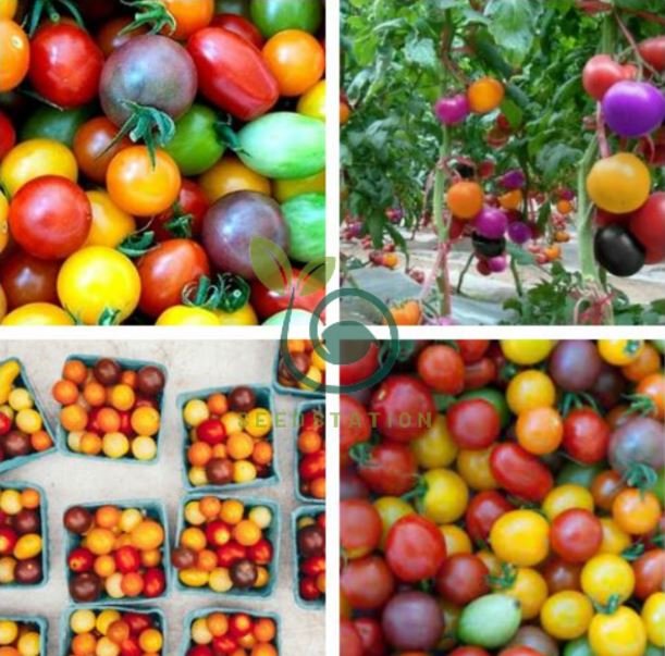 rare imported rainbow tomato 200 Seeds