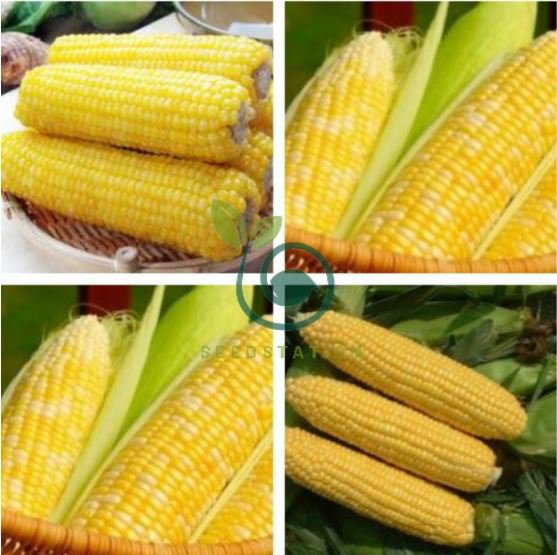 Heirloom Yellow Waxy Corn Vegetable 20 Seeds